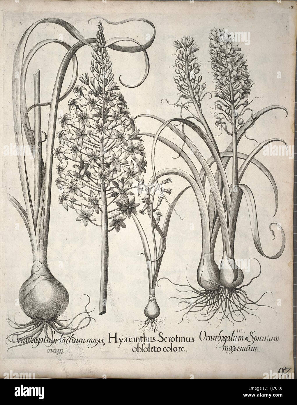 Hortus Eystettensis, sive, Diligens et accurata omnium plantarum ...