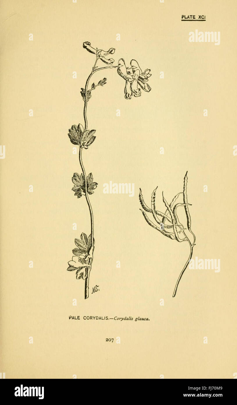 A guide to identifying wildflowers in the United States, offering ...