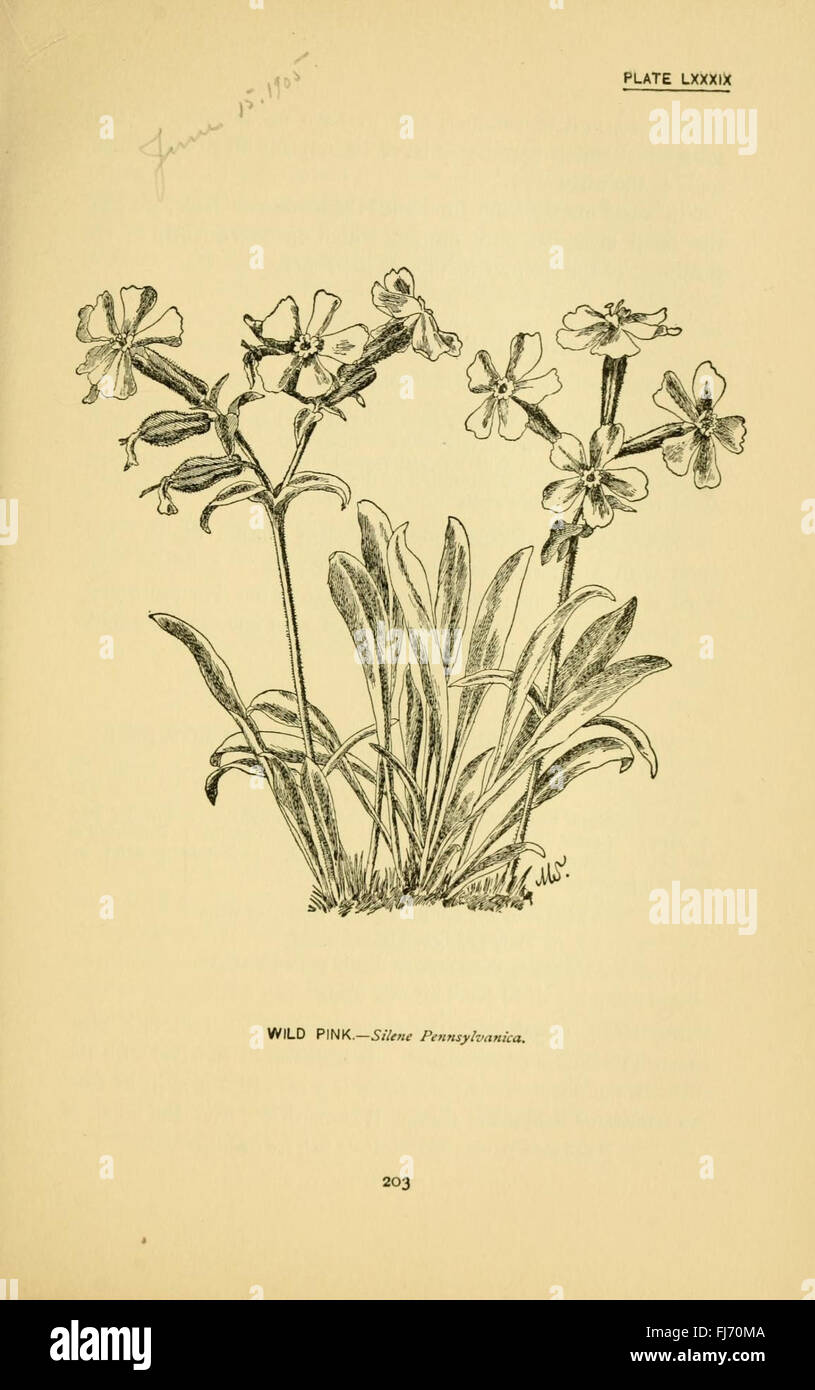 How to know the wild flowers (Page 203), Botany MBLWHOI Library, Woods ...