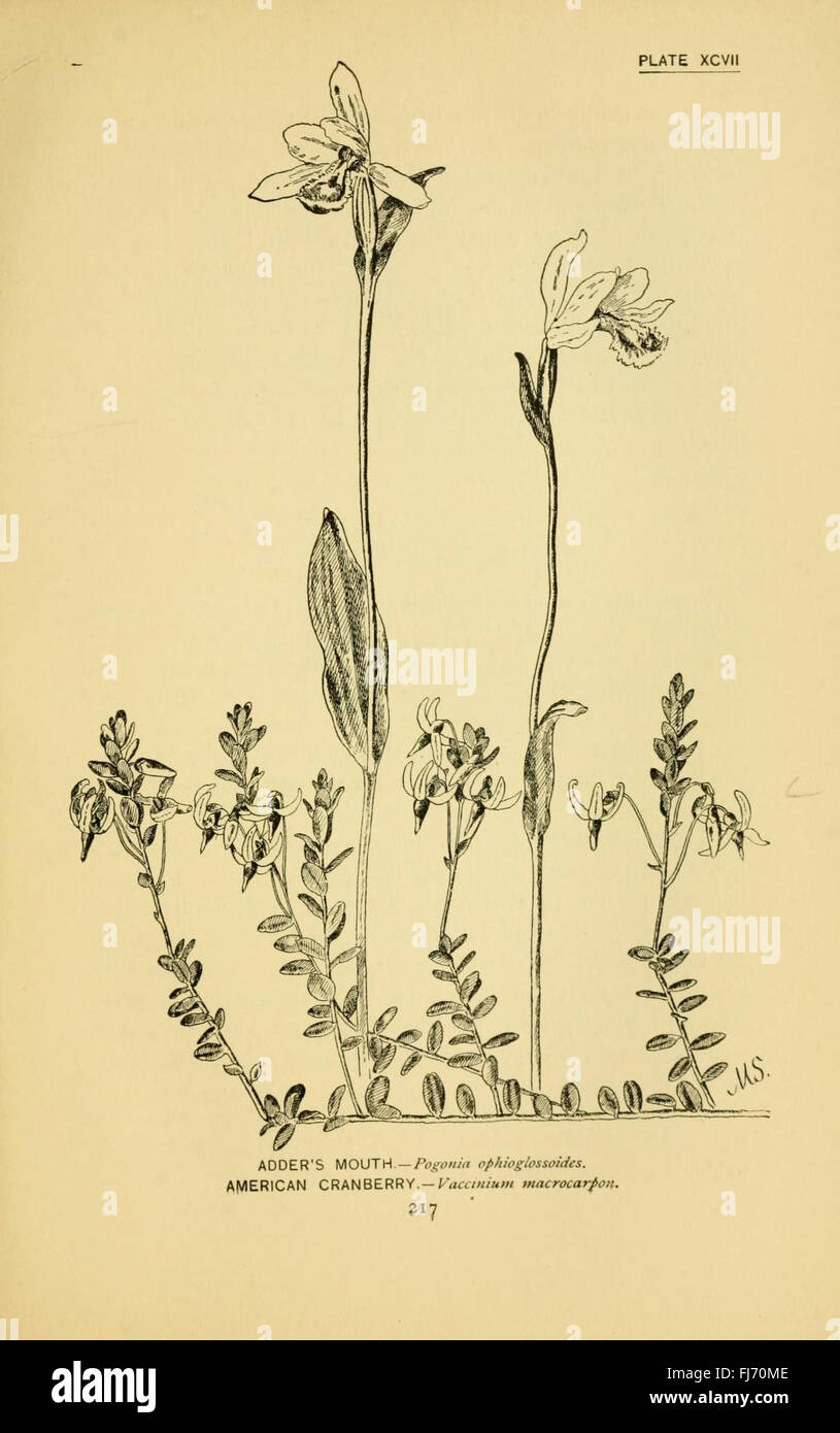 How to know the wild flowers (Page 217) ,Botany MBLWHOI Library, Woods ...