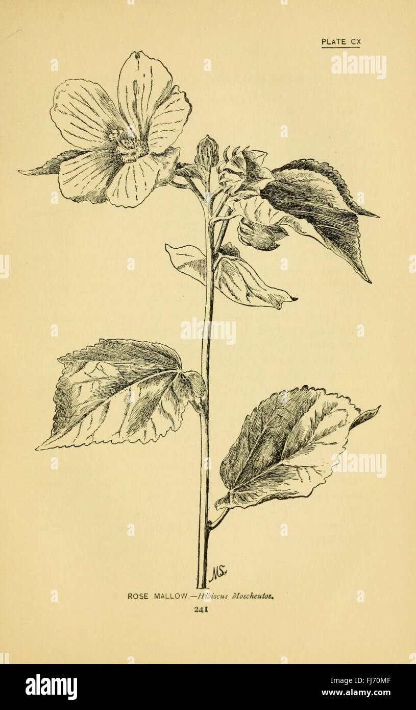 Guidebook for identifying wildflowers, with detailed descriptions and ...