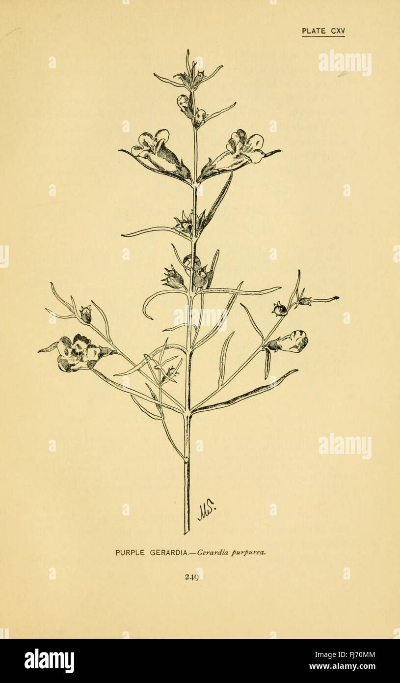 A detailed resource for identifying wildflowers across different ...