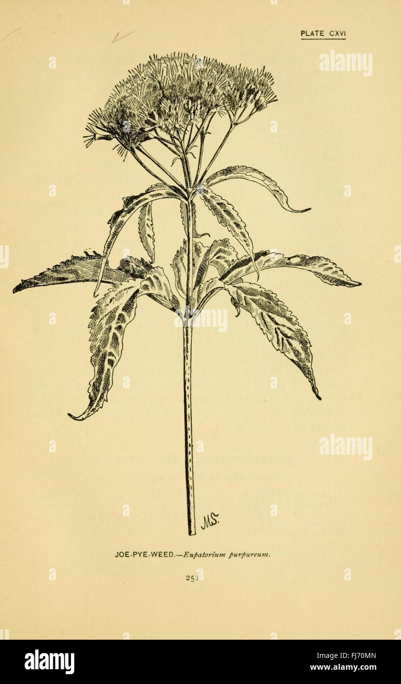 A guide to identifying wildflowers, featuring a range of species native ...