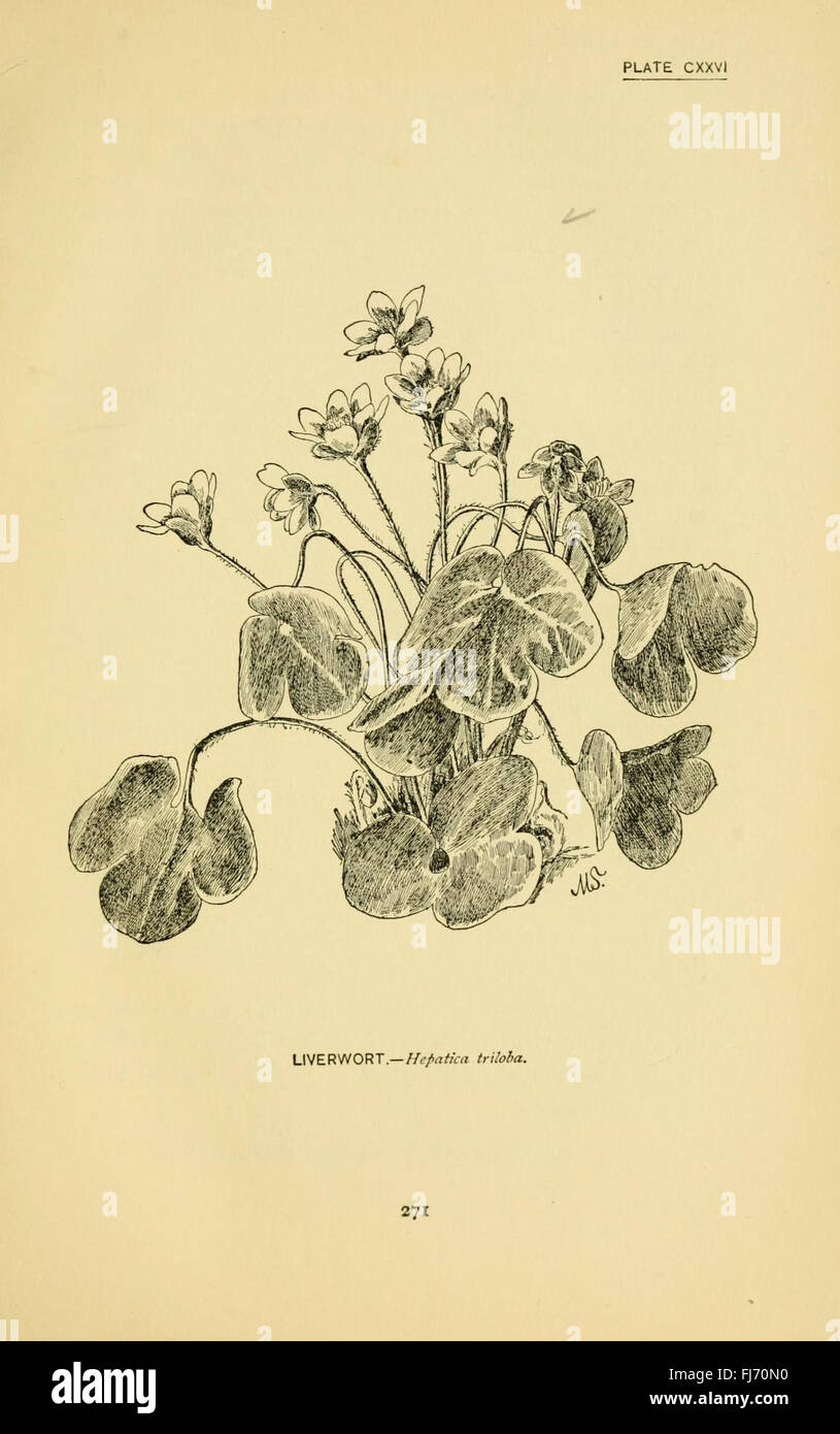 Guide to identifying wild flowers in North America Stock Photo - Alamy