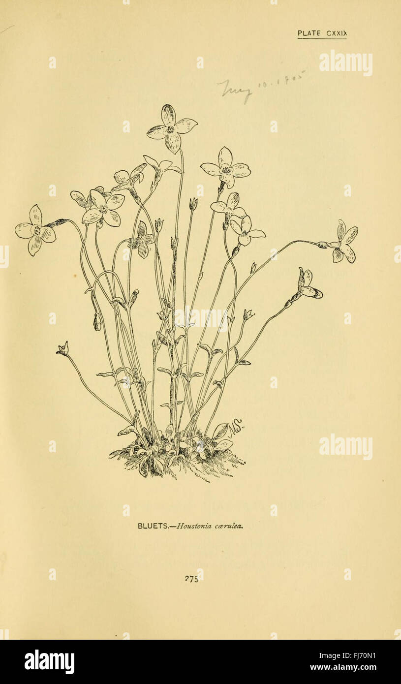 A guide to identifying wildflowers in North America Stock Photo - Alamy