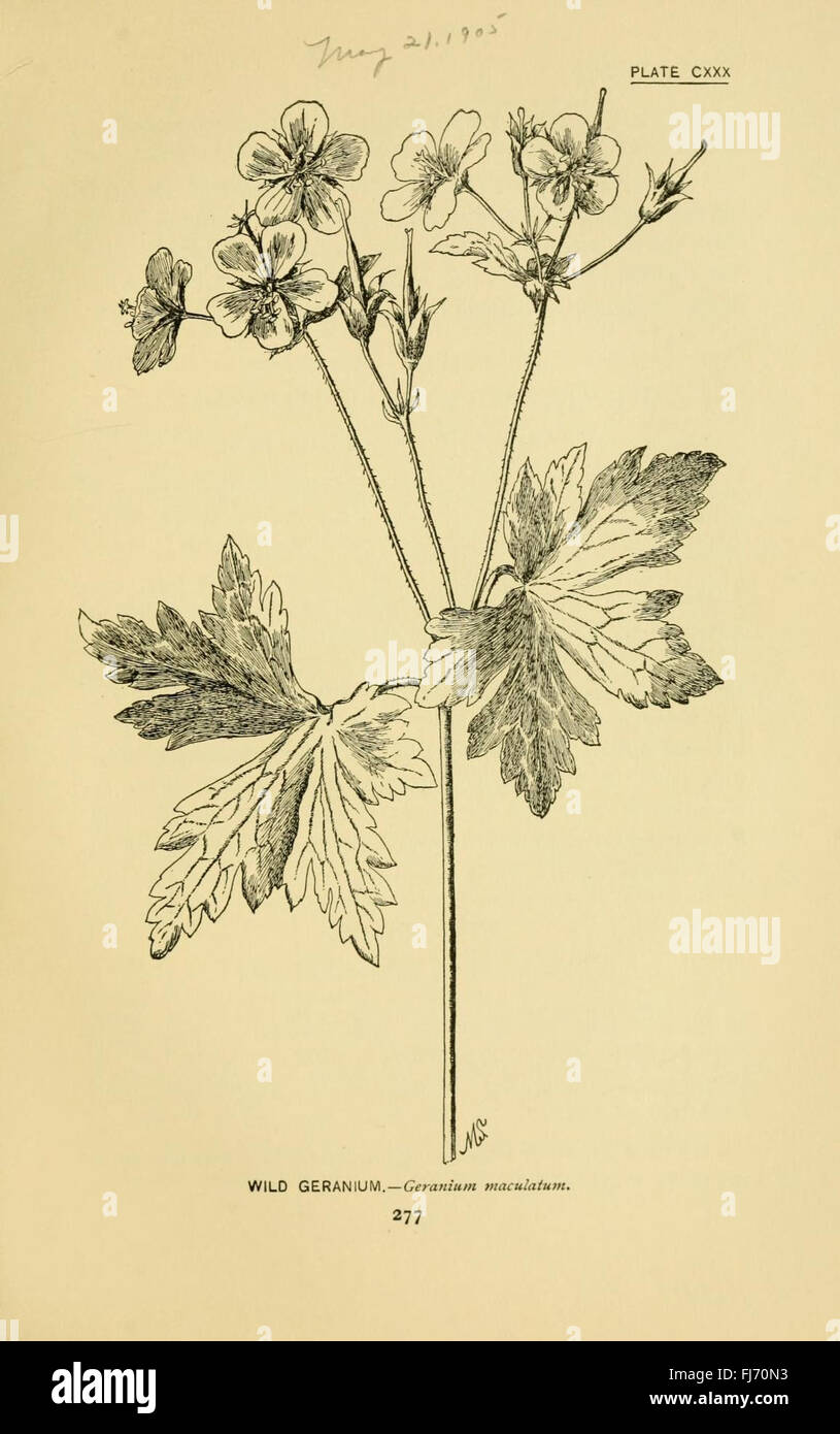 A Practical Guide to Identifying Wildflowers in the United States Stock ...