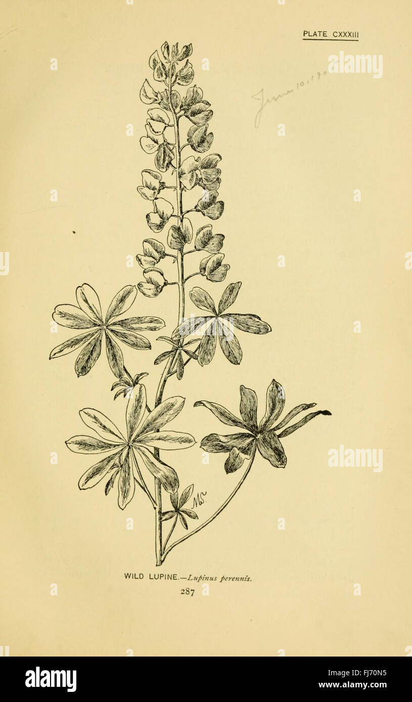 Wildflower identification guide hi-res stock photography and images - Alamy