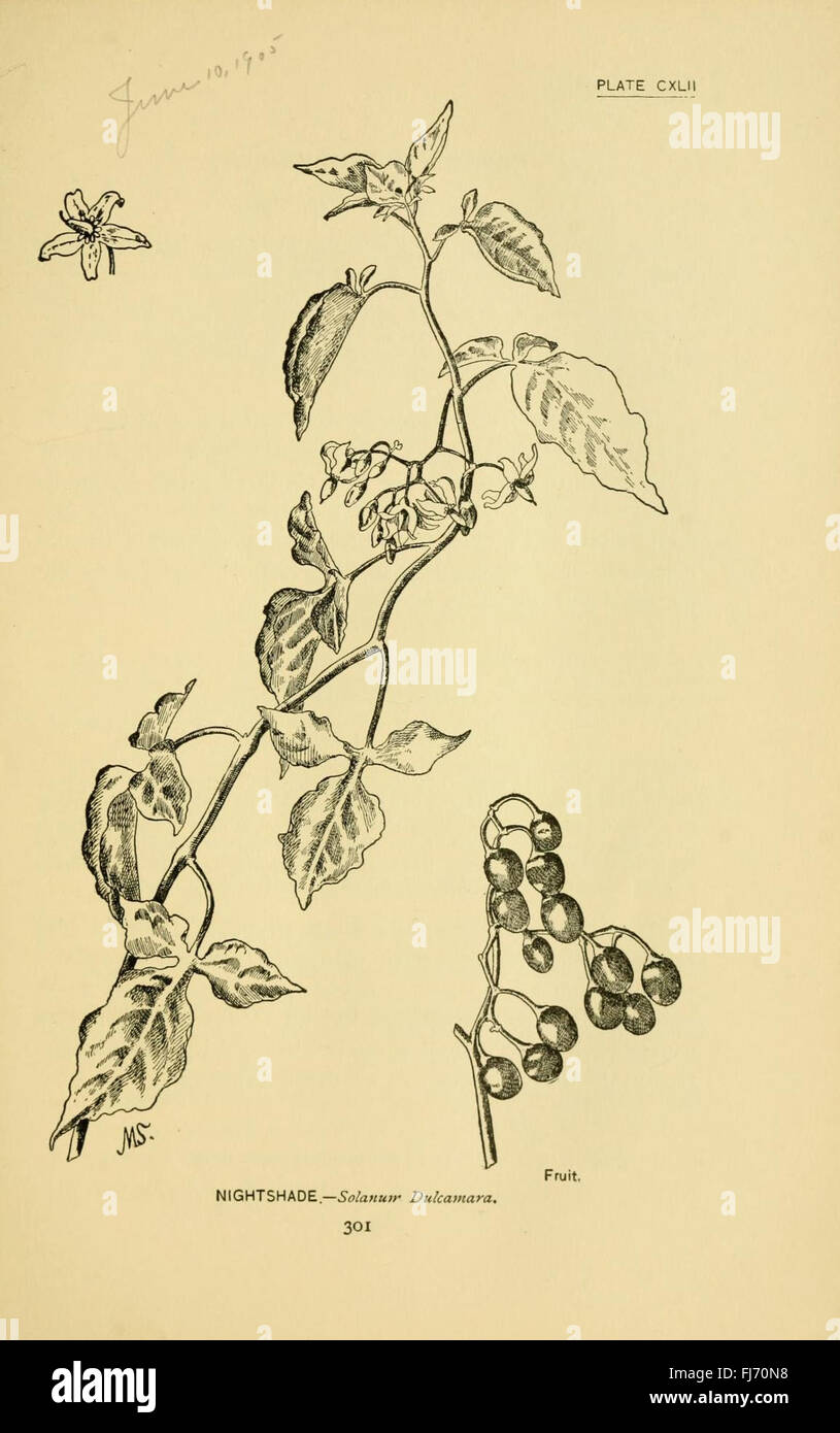 An educational guide for identifying wildflowers in the United States ...