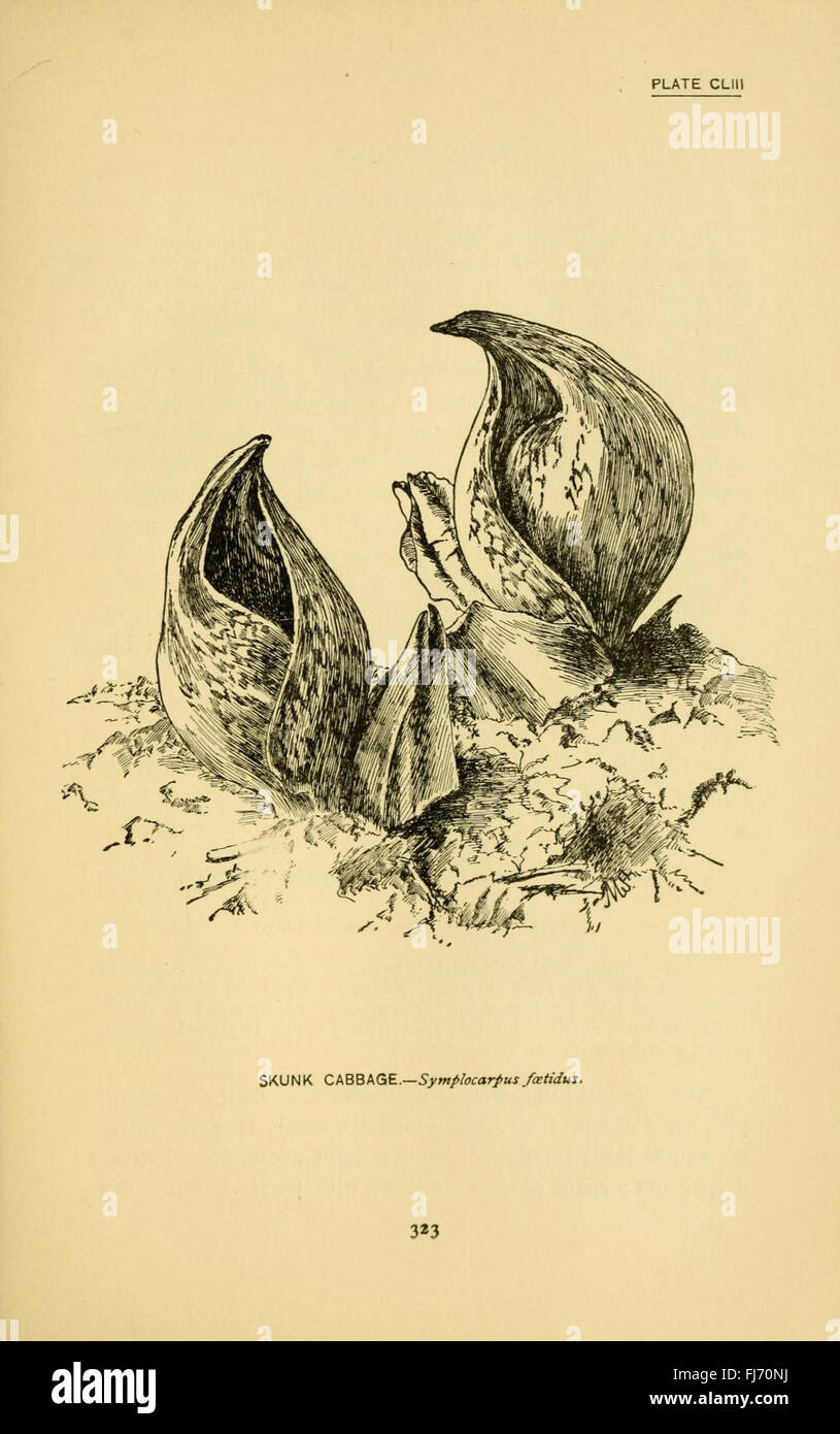 How to Know the Wild Flowers, a guide to identifying wildflowers in the ...