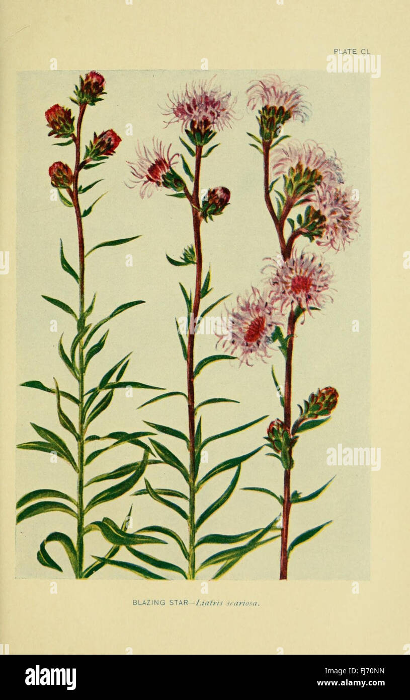 How to know the wild flowers (Plate CL) - A guide for identifying wild ...