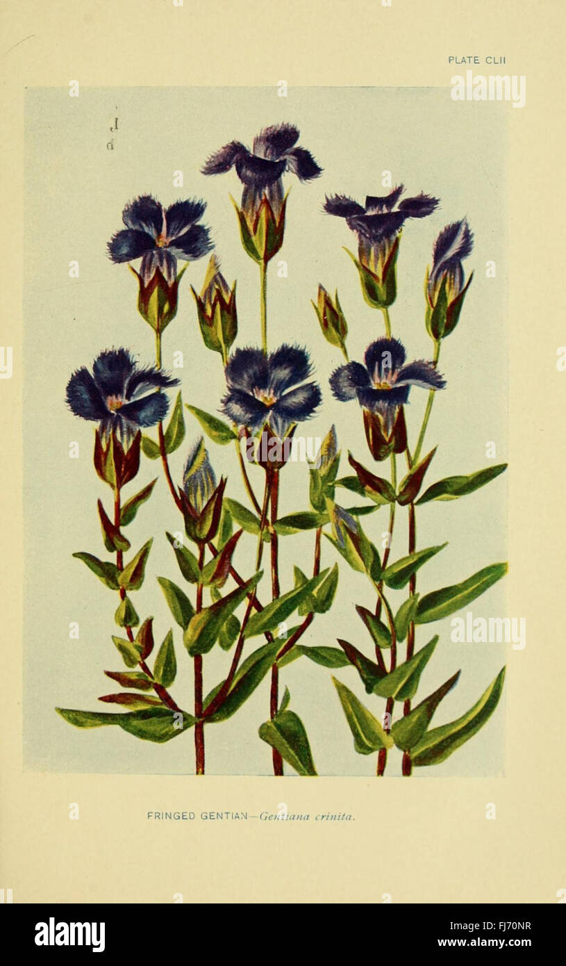 How to Know the Wild Flowers (Plate CLII) - A guide to identifying ...