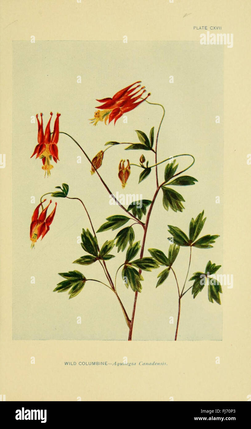 Identifying Wildflowers: A Comprehensive Guide to Native and Non-native ...