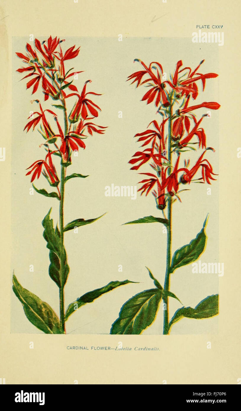 An illustration from 'How to Know the Wild Flowers' focusing on the ...