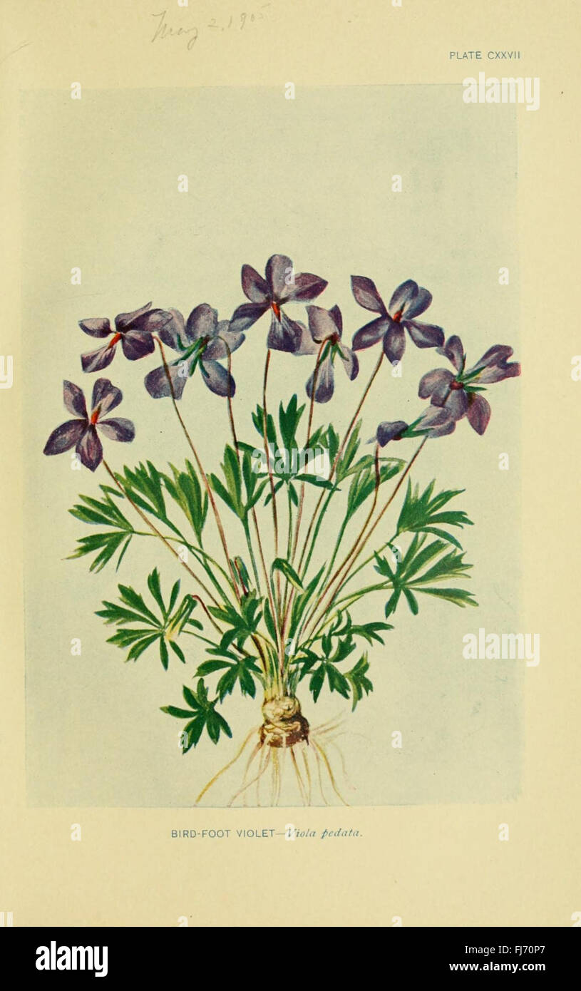 How to Know the Wild Flowers (Plate CXXVII) - A botanical guide on ...