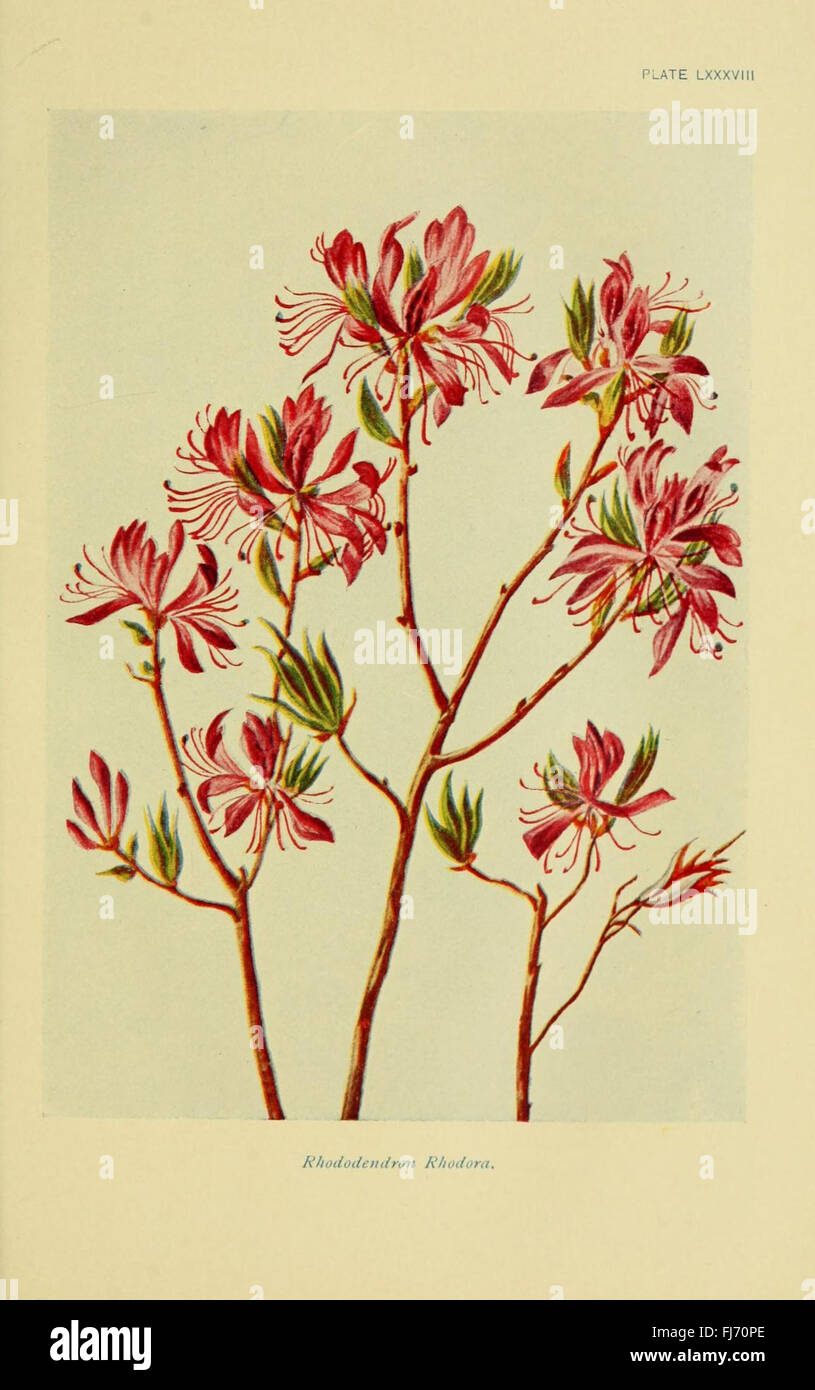 'How to Know the Wild Flowers' is a field guide to North American ...