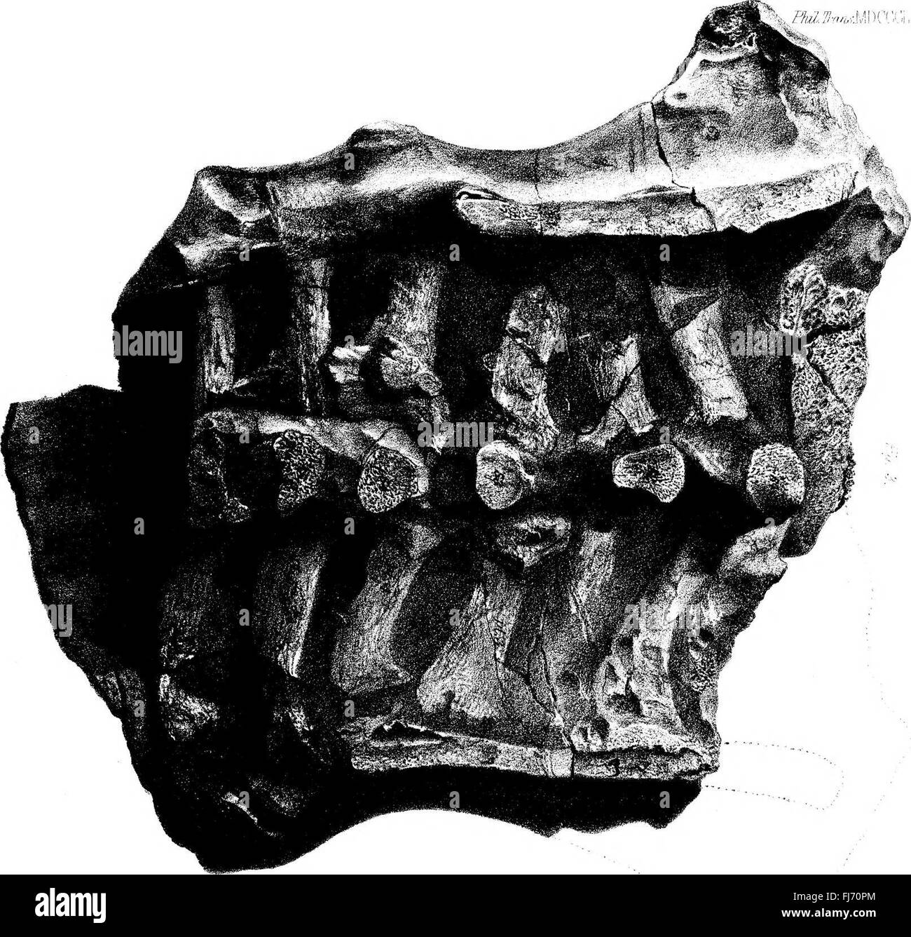 A scientific study on the dicynodont reptiles, focusing on fossil ...