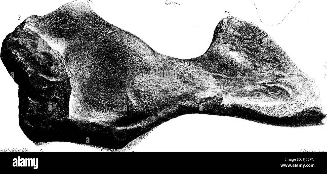 A detailed scientific study on the Dicymodont Reptilia, including ...