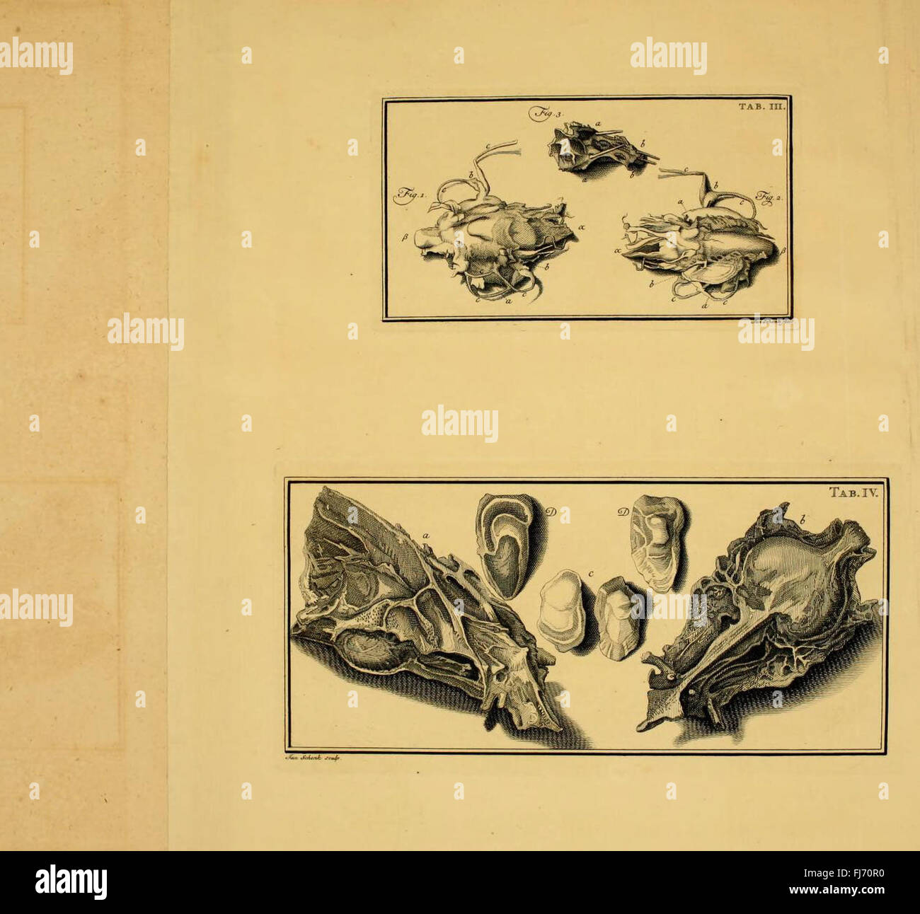 Ichthyological documentation hi-res stock photography and images - Alamy