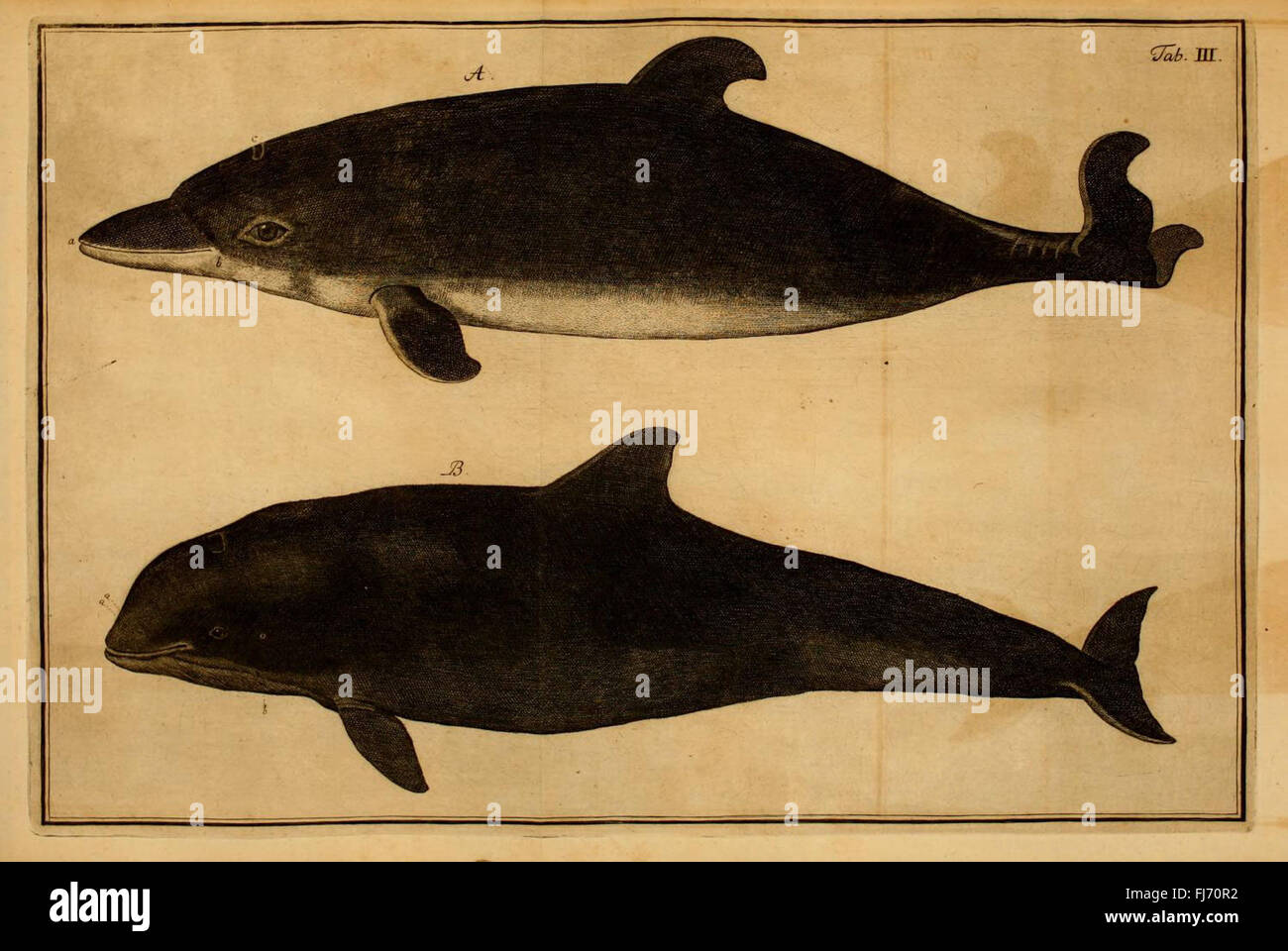 Iacobi Theodori Klein Historiae Piscium Naturalis - A pre-1800 ...