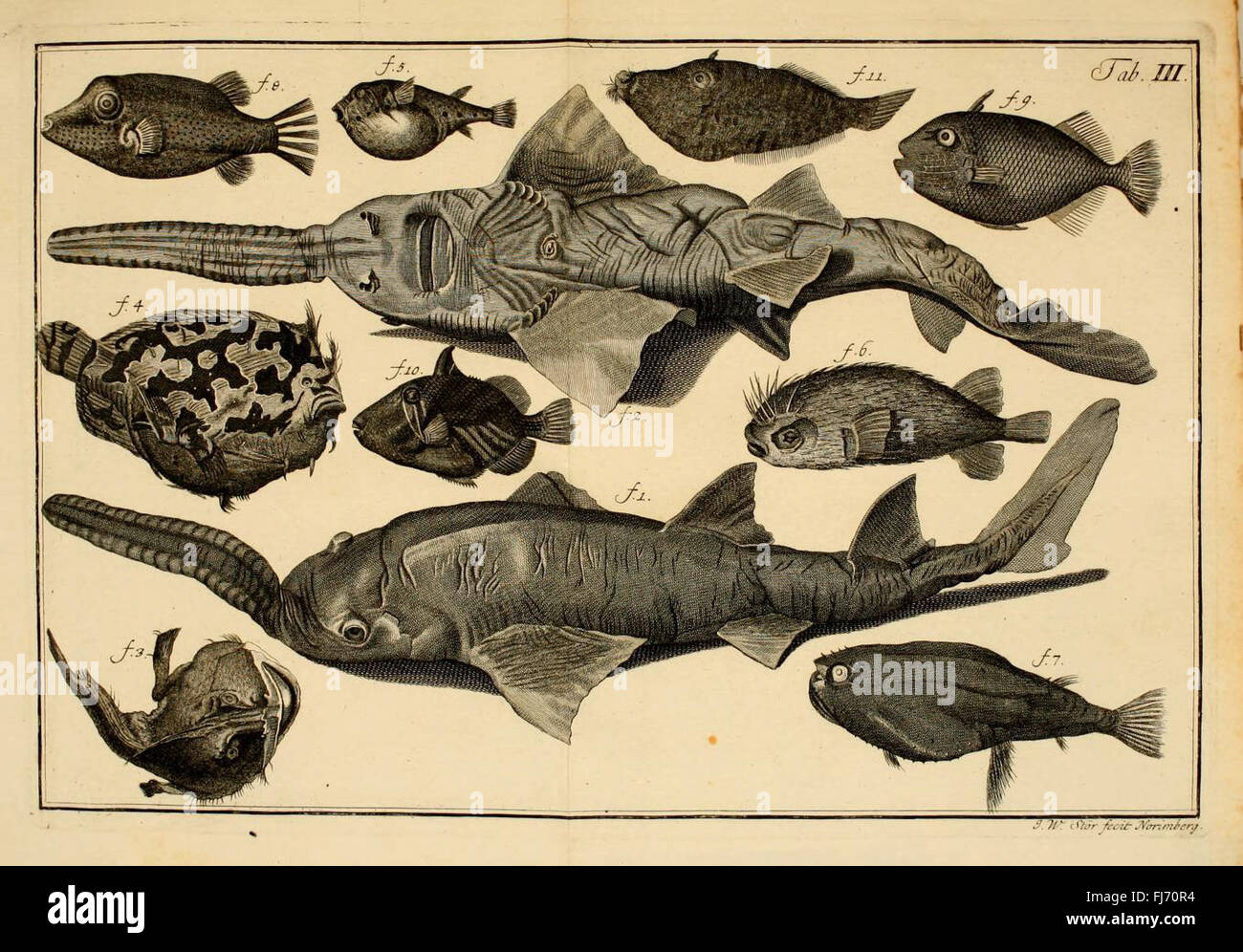 An illustration from *Historiae Piscium Naturalis* by Jacob Theodor ...
