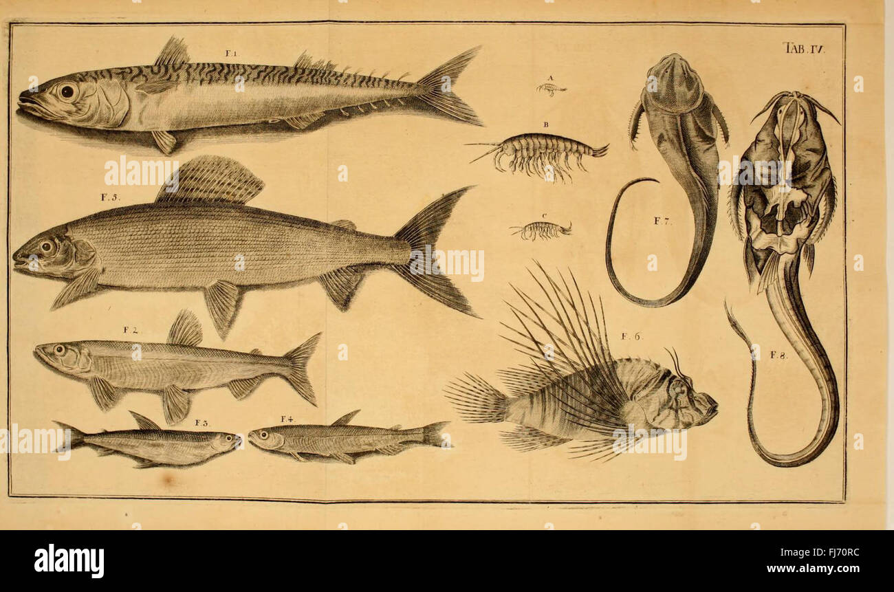 An illustration from *Historiae Piscium Naturalis* by Jacob Theodor ...