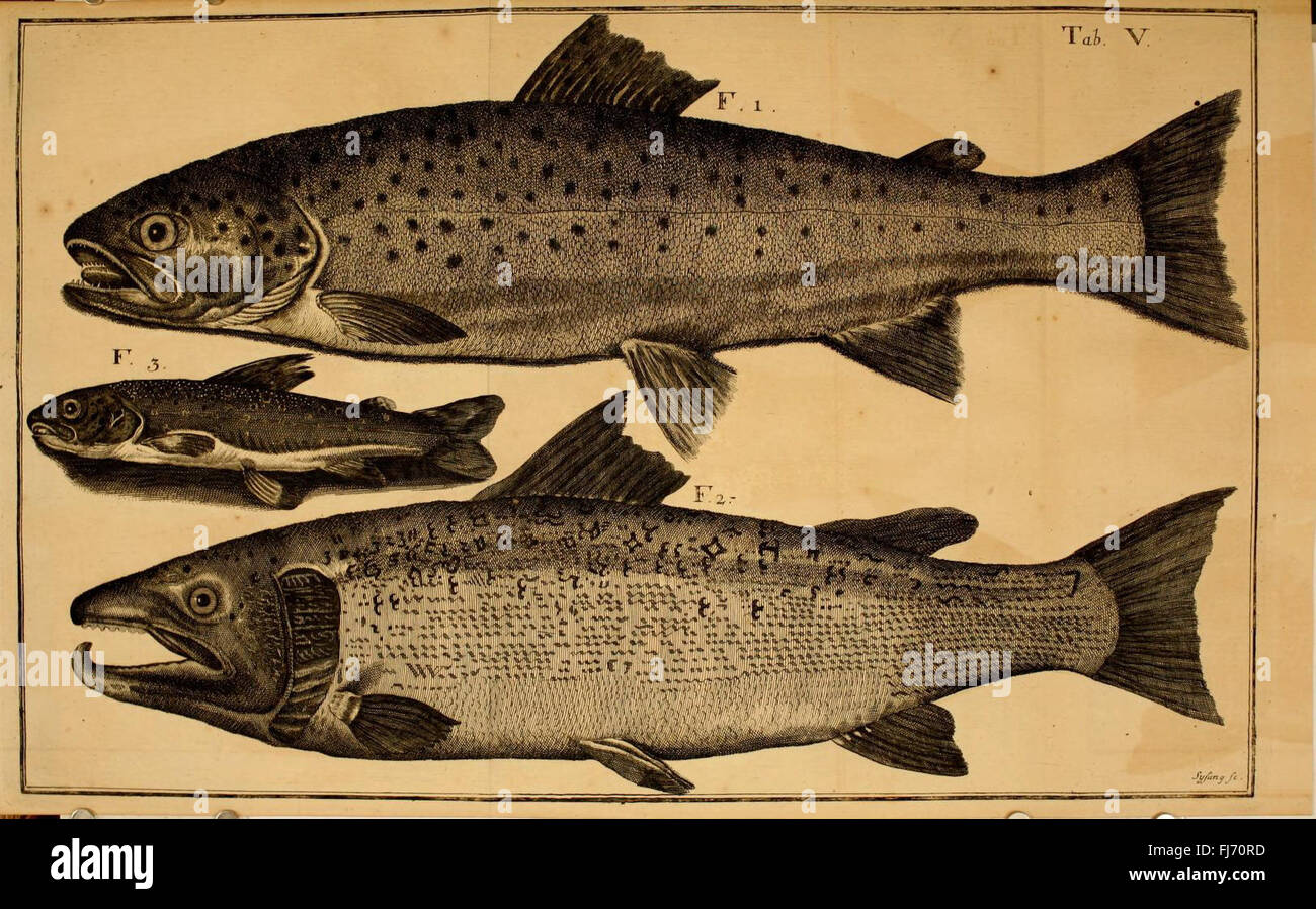 Iacobi Theodori Klein Historiæ piscium naturalis Stock Photo - Alamy