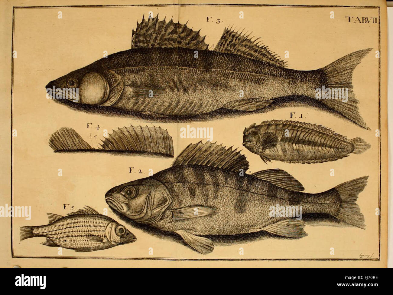 A historical and scientific study on fish species, focusing on their ...