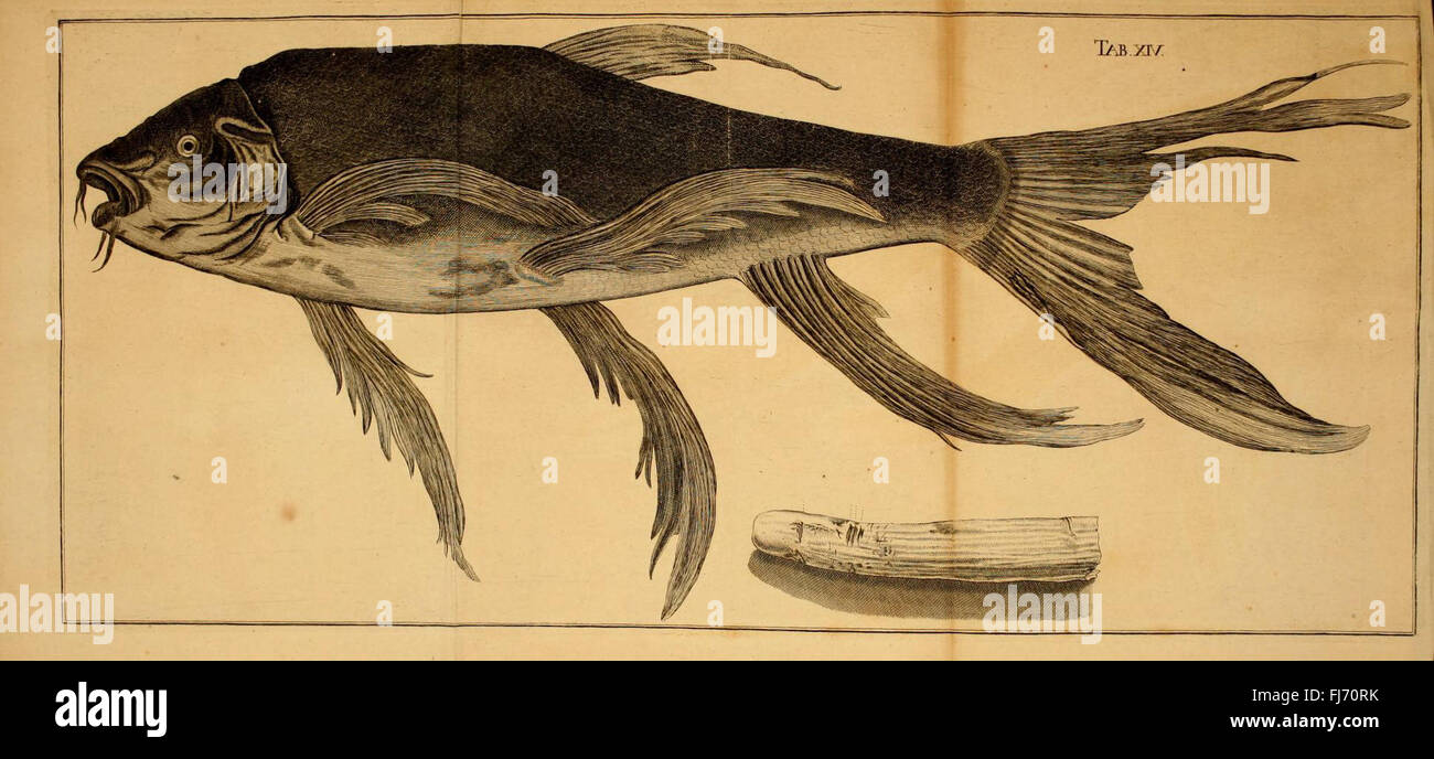 Iacobi Theodori Klein Historiae piscium naturalis Stock Photo - Alamy