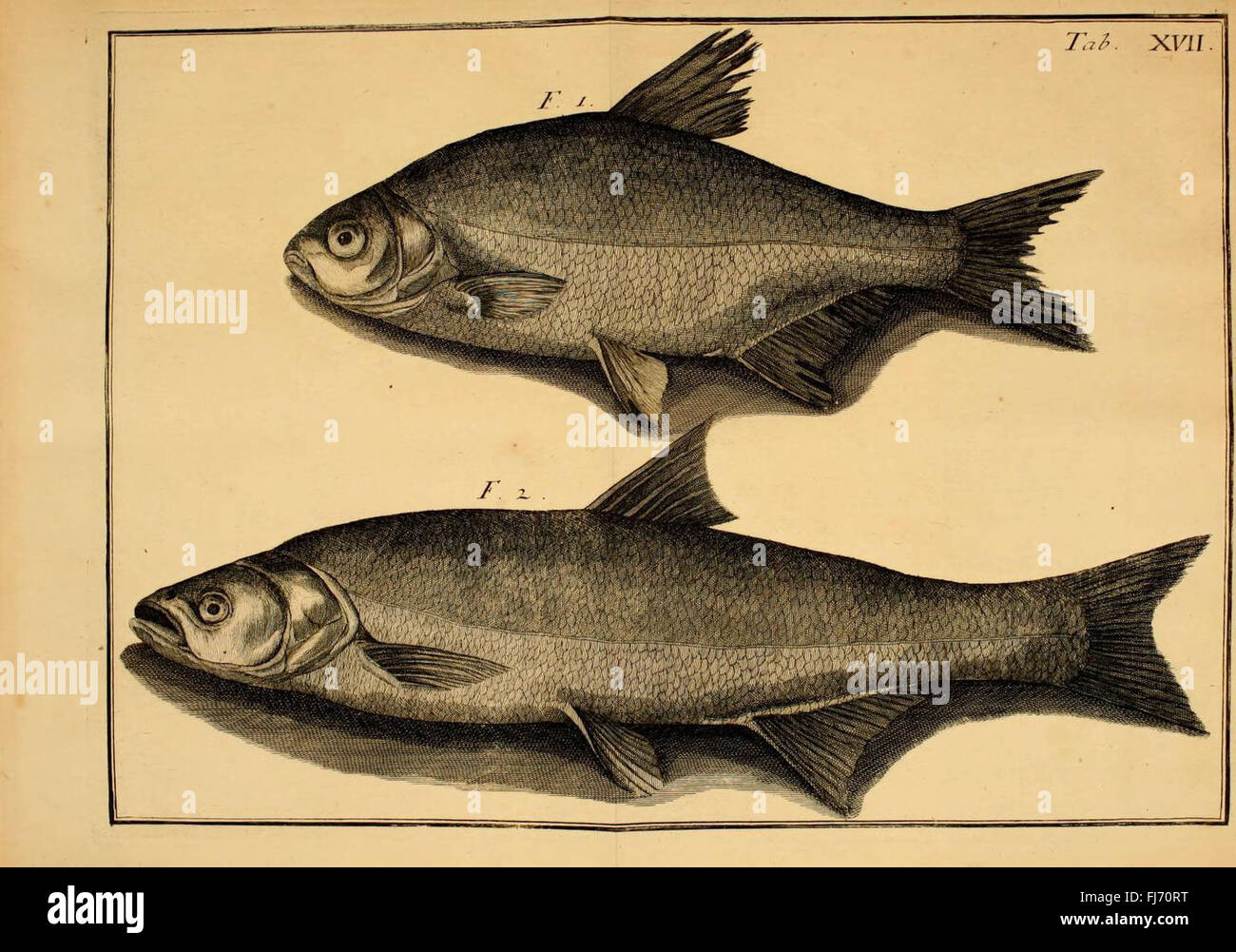 Iacobi Theodori Klein Historiæ Piscium Naturalis, a foundational ...