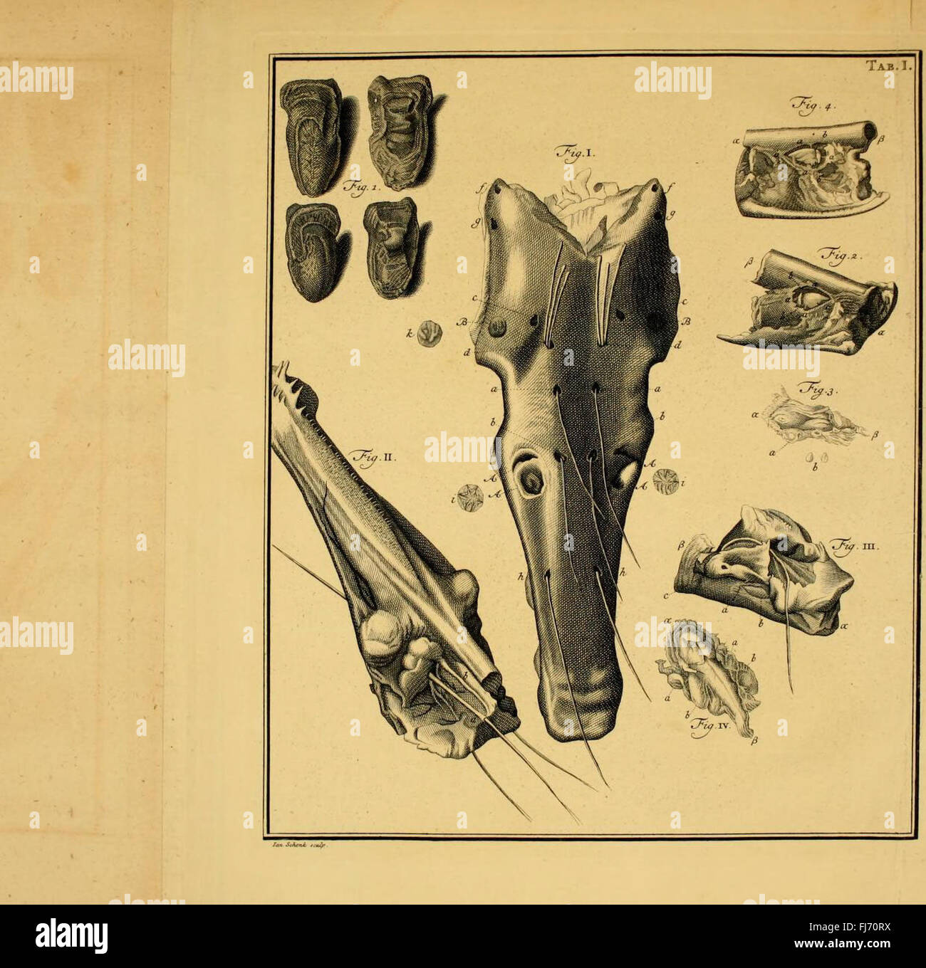Anatomical pre hi-res stock photography and images - Alamy