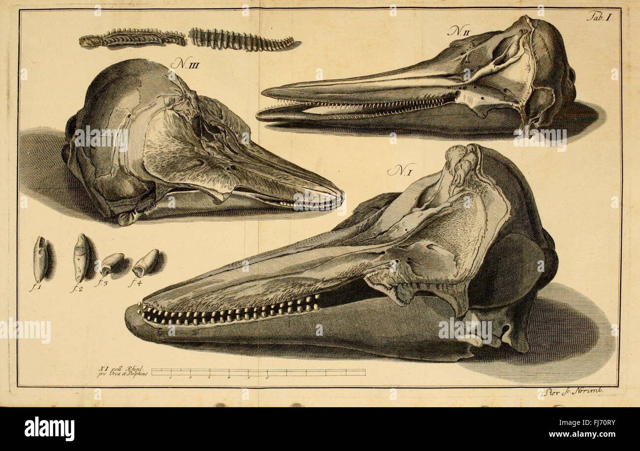 A work by Jacob Theodor Klein on the natural history of fishes ...