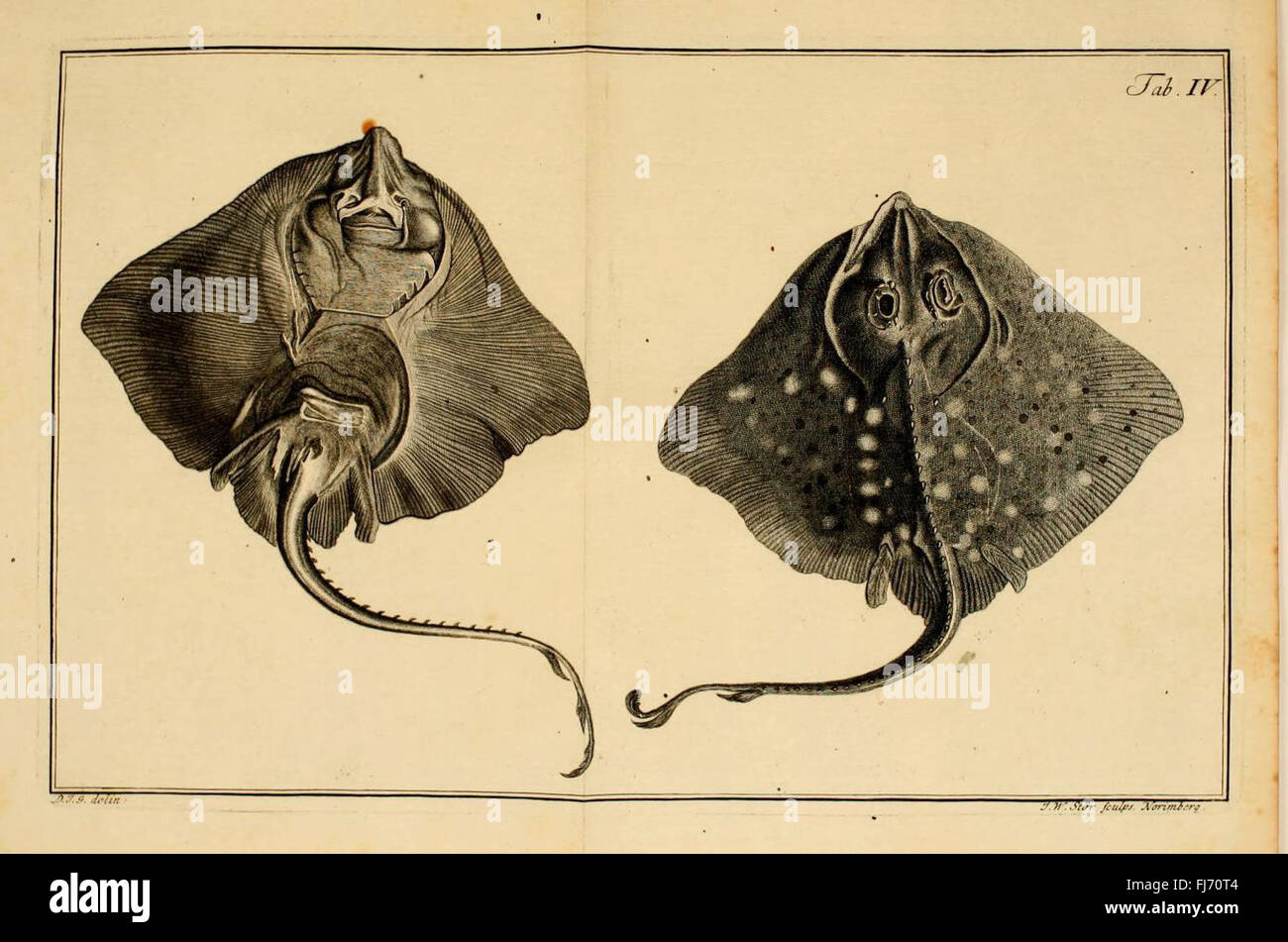 Iacobi Theodori Klein Historiae piscium naturalis Stock Photo - Alamy