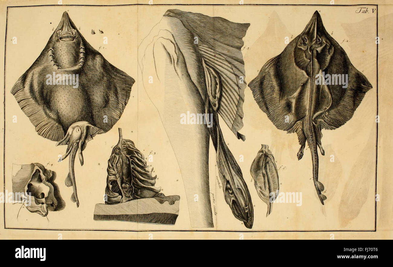 A historical work by Jakob Theodor Klein on fish species, exploring ...