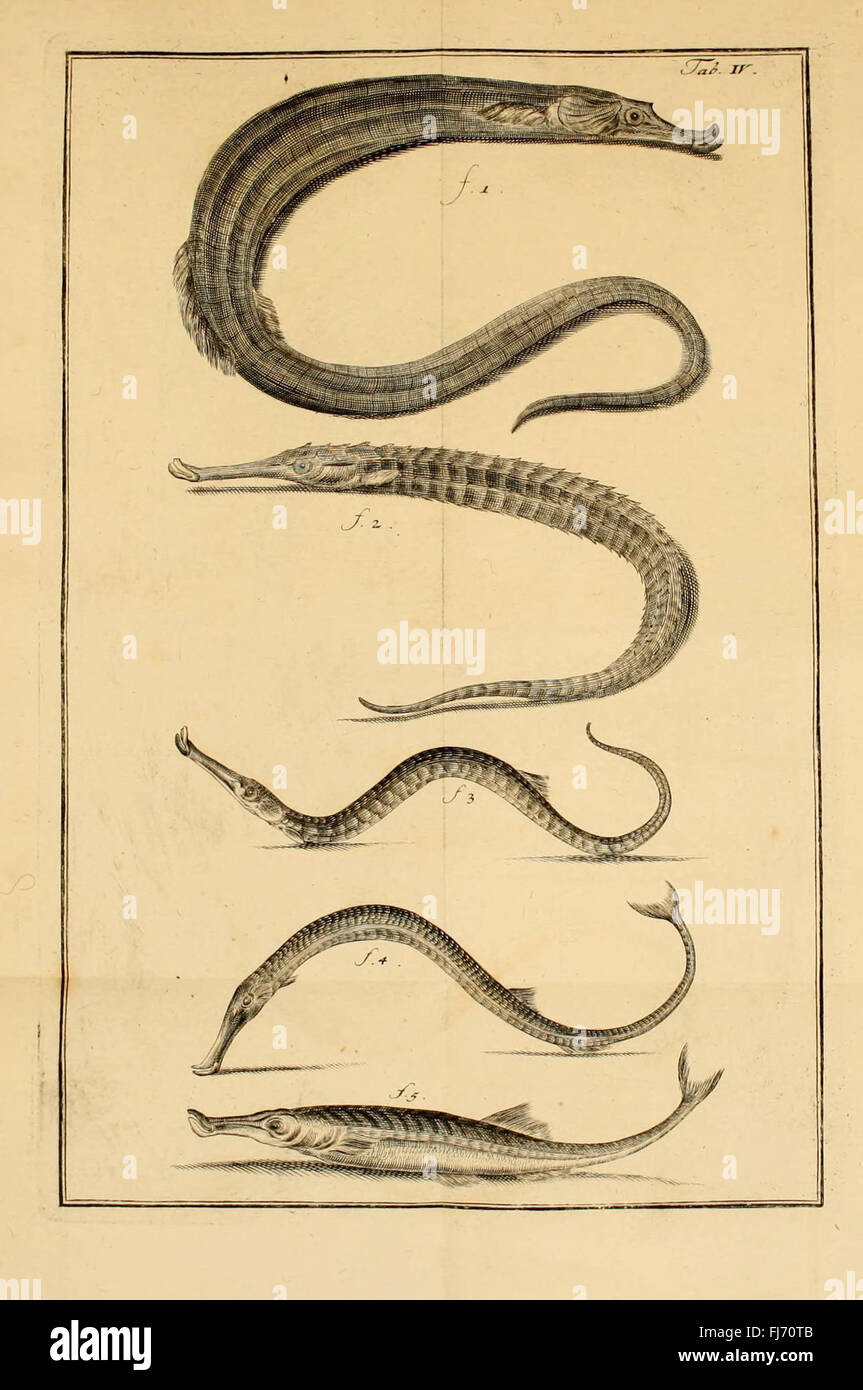 A natural history work by Jacob Theodor Klein, documenting various fish ...