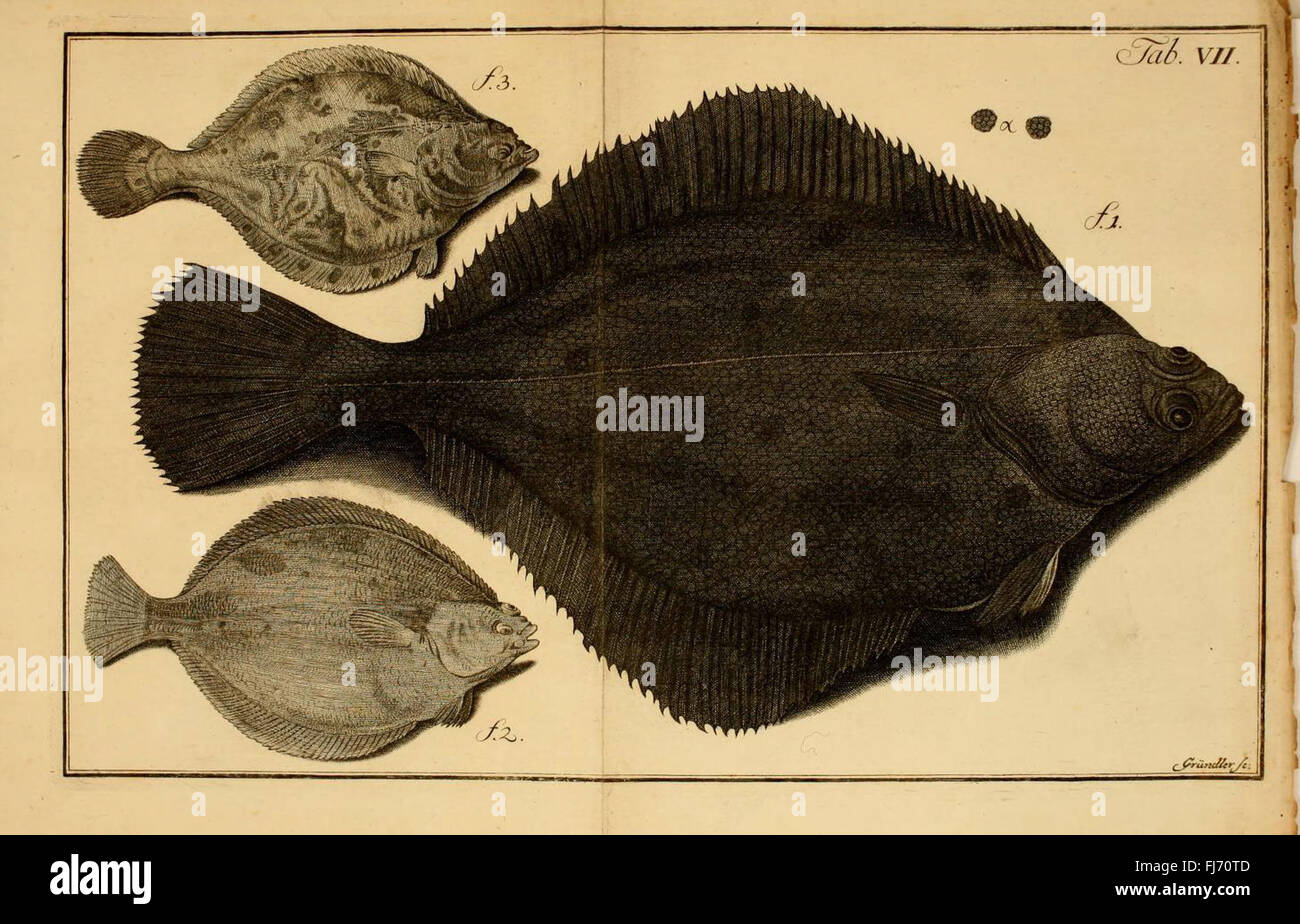 Iacobi Theodori Klein Historiæ piscium naturalis, Classification Ernst ...