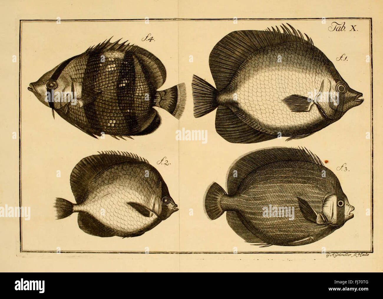 An early work on the classification of fish species, including detailed ...