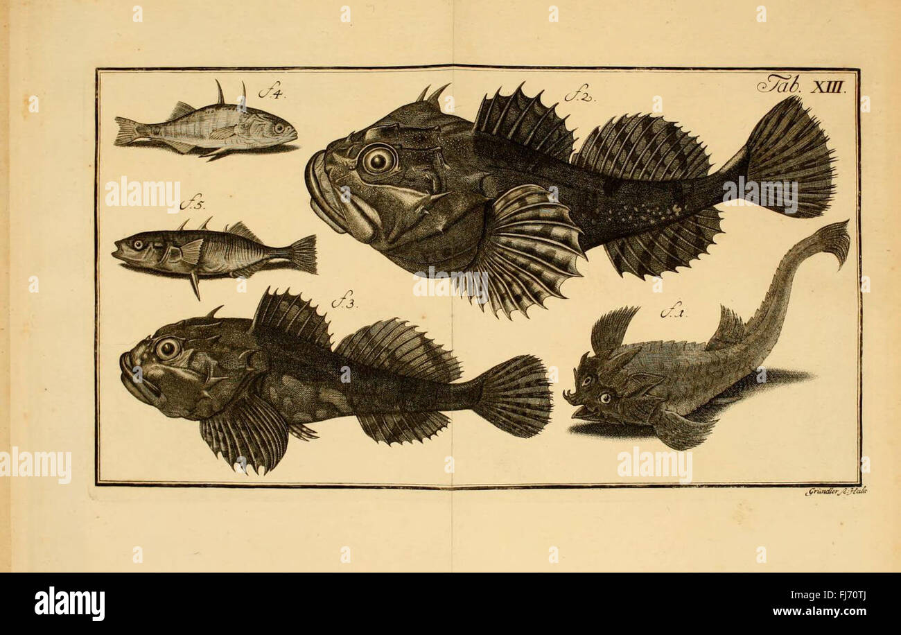 A historical work by Jacob Theodor Klein on the natural history of fish ...