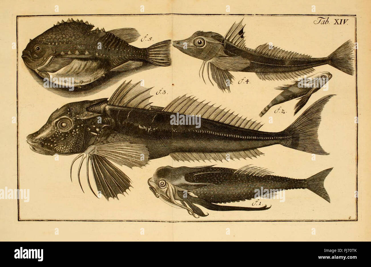 A historical work on the natural classification of fishes, by Jacob ...