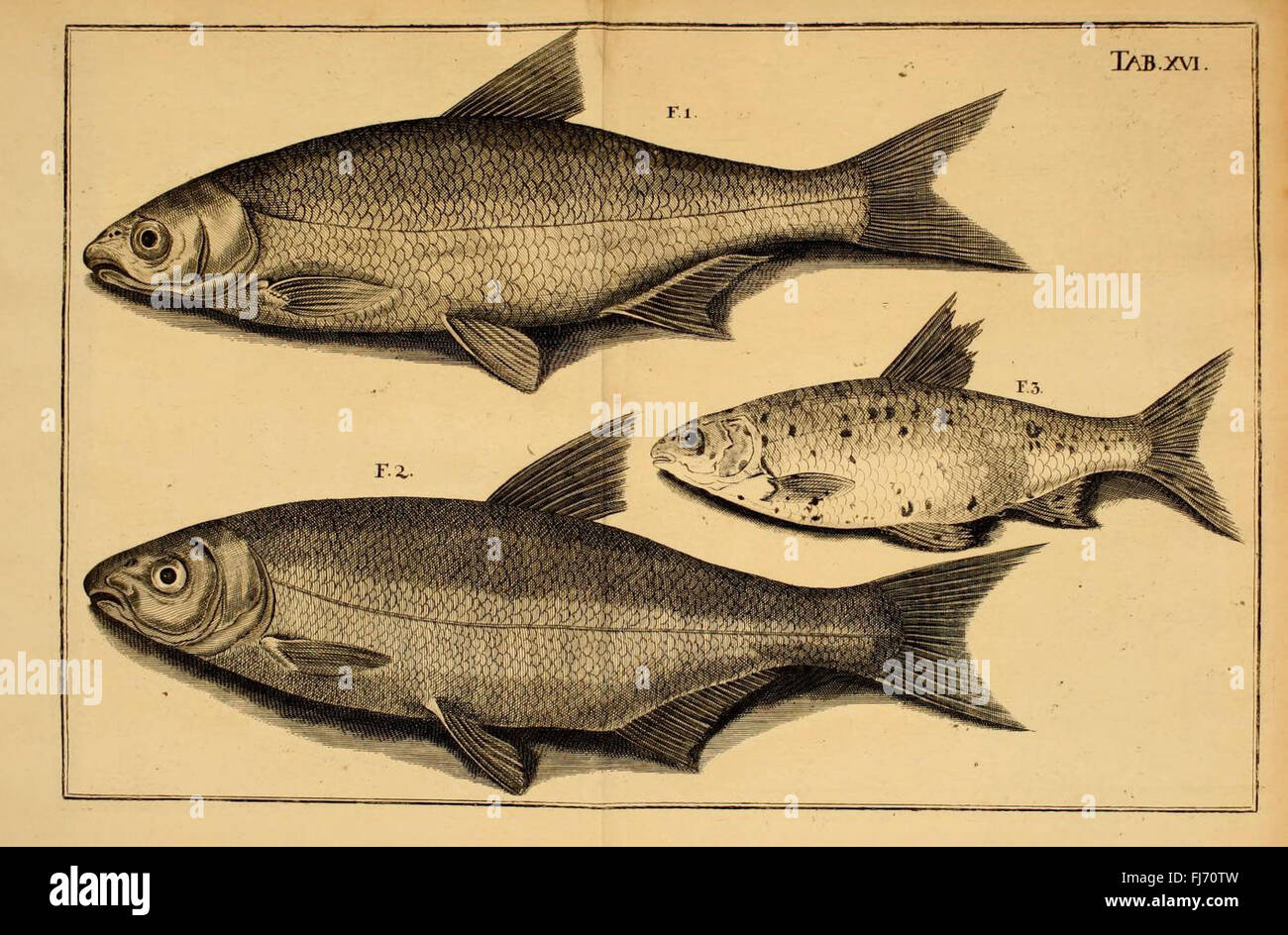 Fish species classification hi-res stock photography and images - Alamy
