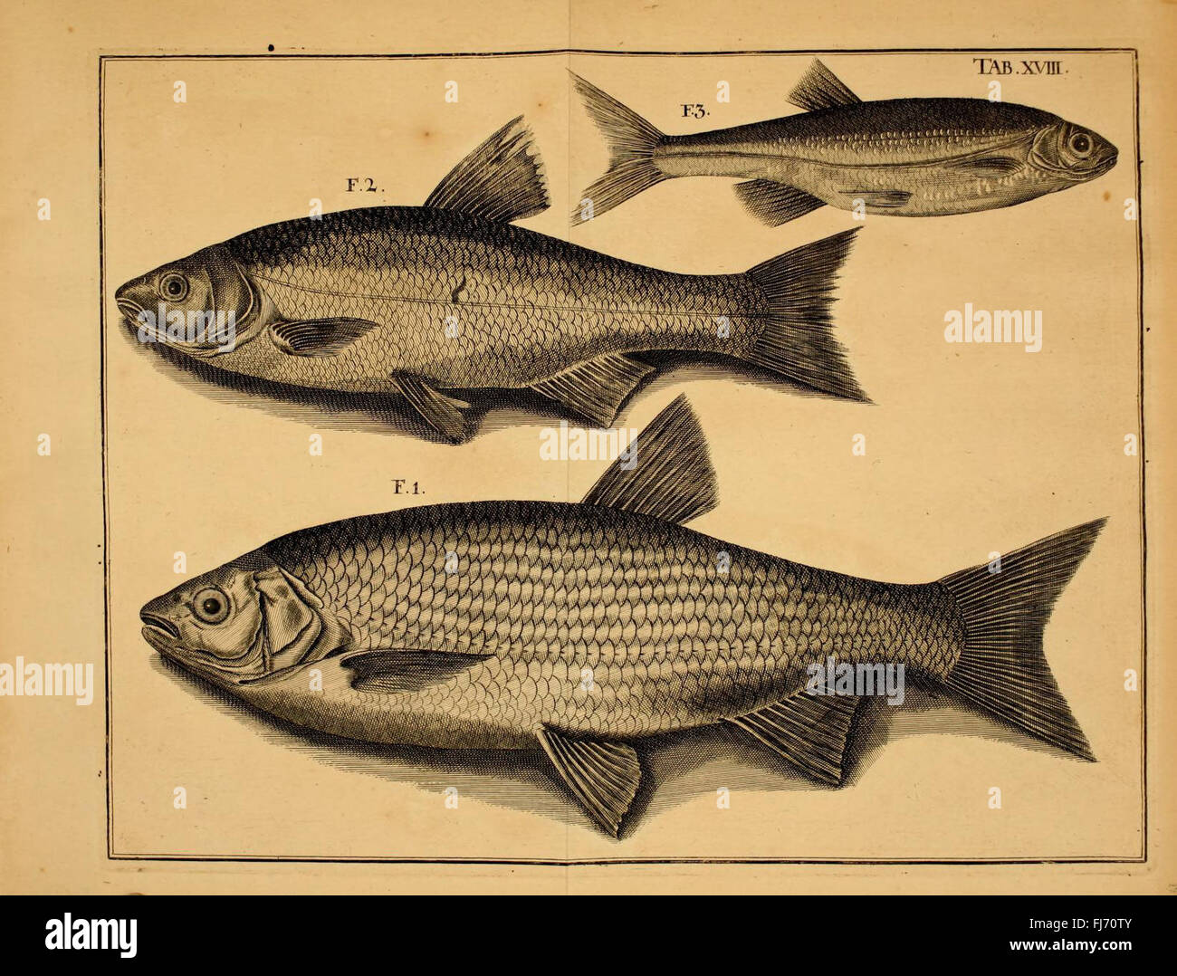 Iacobi Theodori Klein Historiae piscium naturalis Stock Photo - Alamy