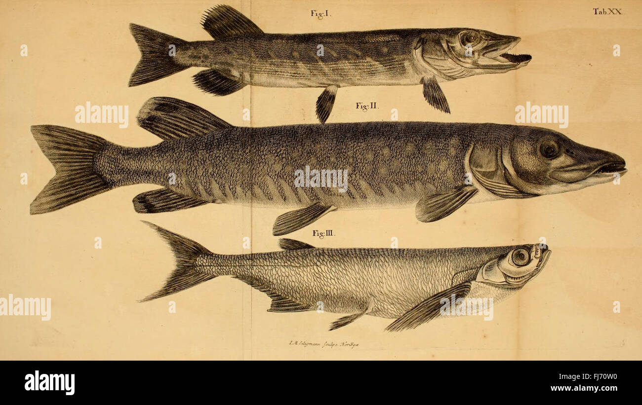 Historiae Piscium Naturalis, an 18th-century ichthyological work by ...