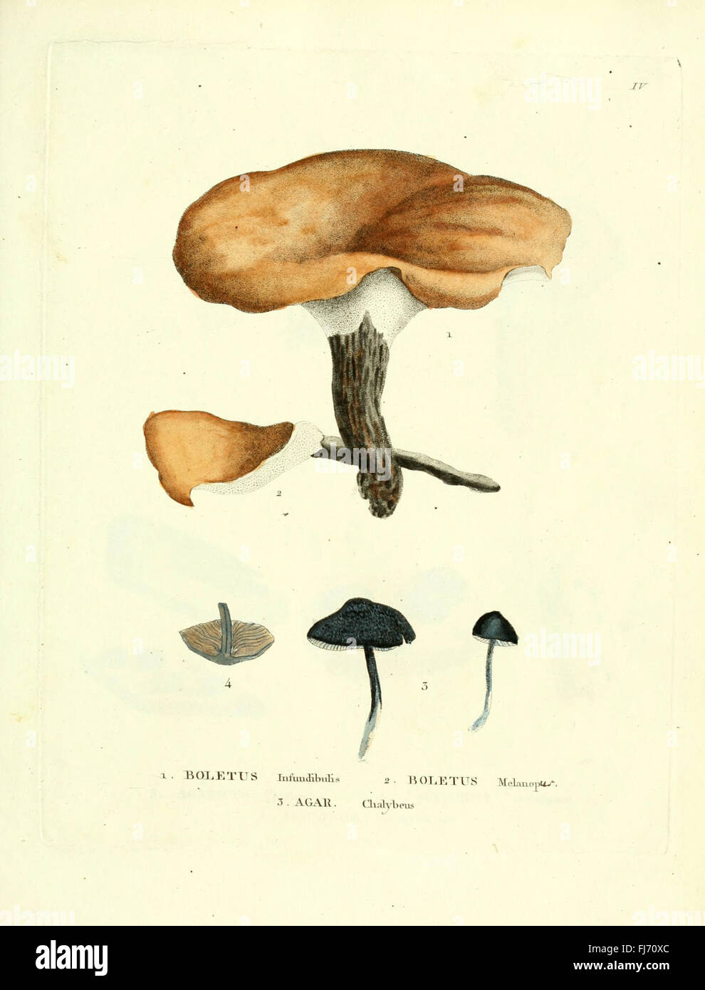 Rare Fungi, Botanical Illustration, Fungi, Biodiversity, Rare Species ...