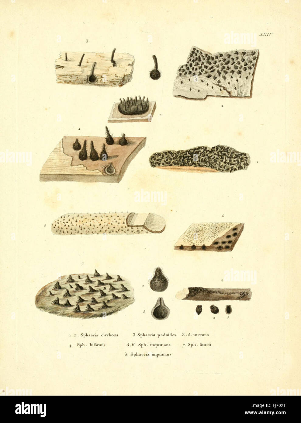 Fungal species descriptions hi-res stock photography and images - Alamy