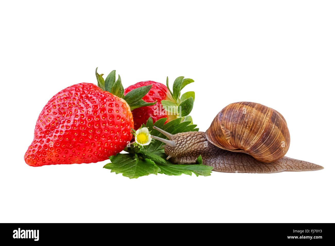 Strawberry snail hi-res stock photography and images - Alamy