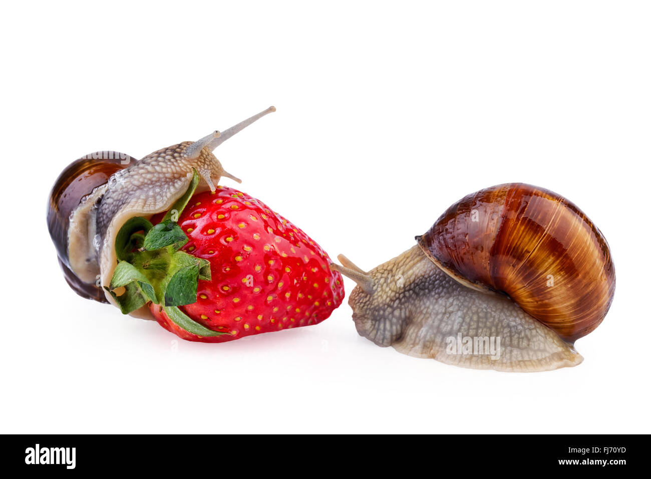 Snails eating plant hi-res stock photography and images - Alamy