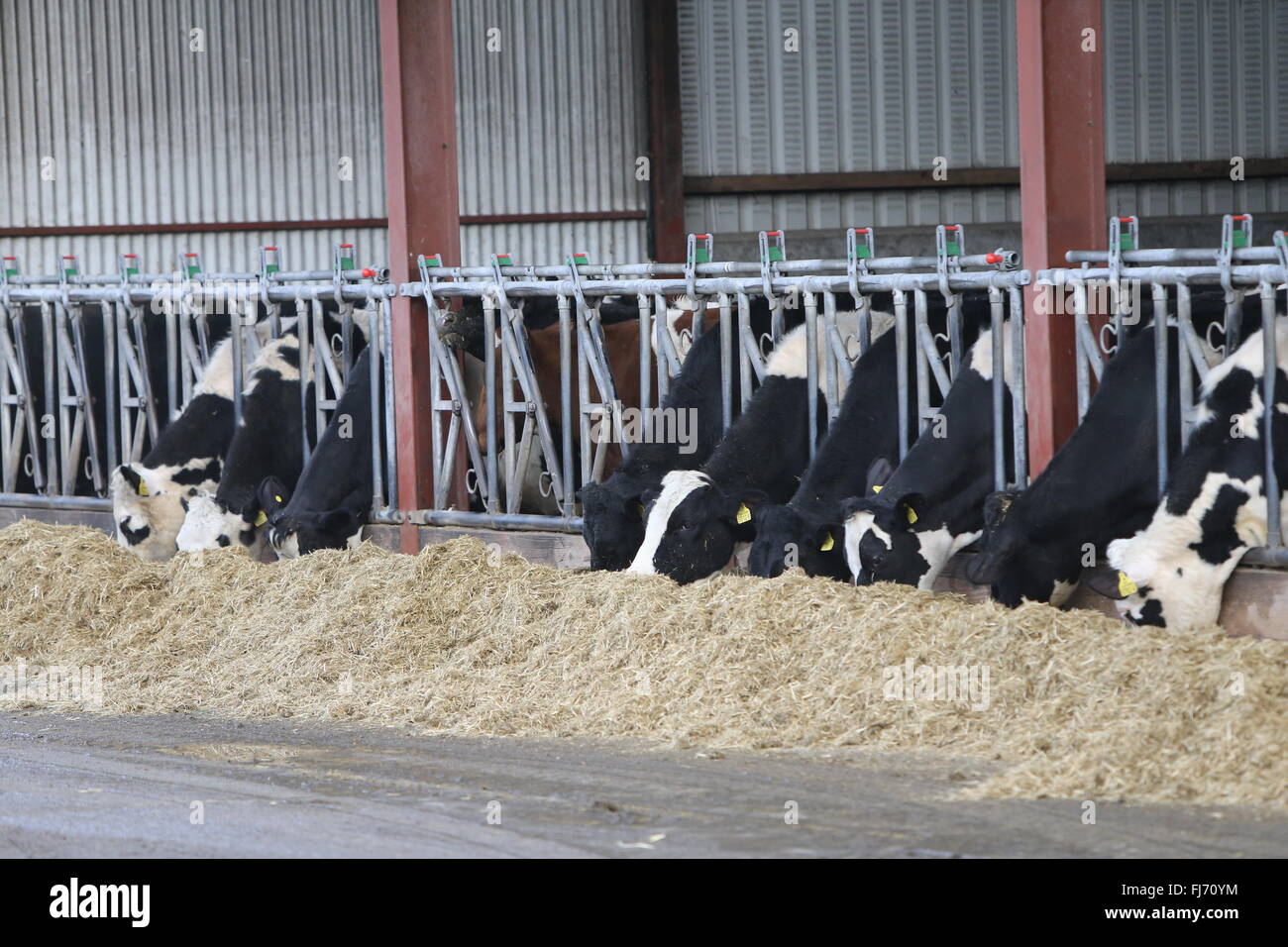 Dairy cattle (also called dairy cows or milk cows) are cattle cows bred ...