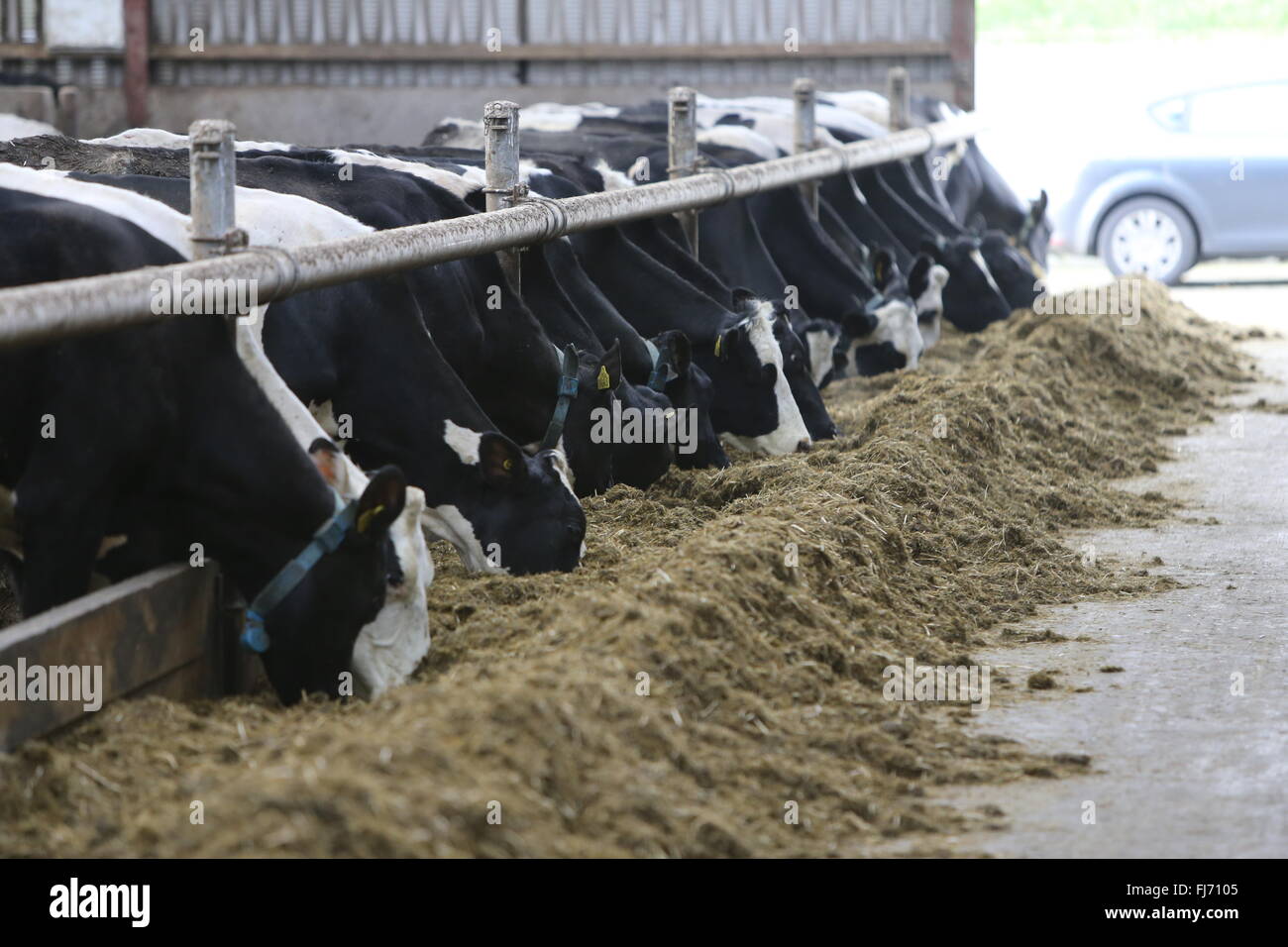 Dairy cattle (also called dairy cows or milk cows) are cattle cows bred ...