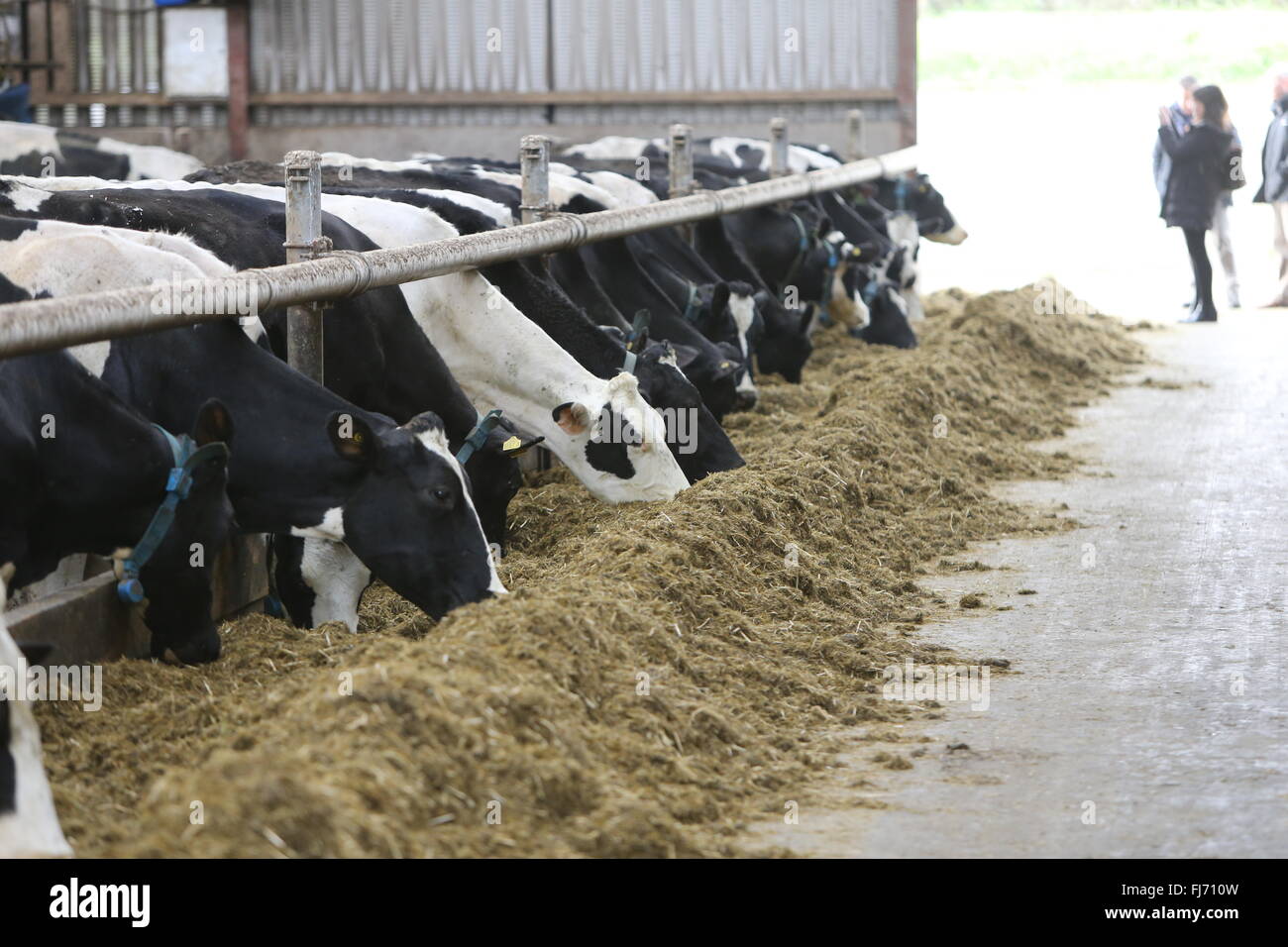 Dairy cattle (also called dairy cows or milk cows) are cattle cows bred ...