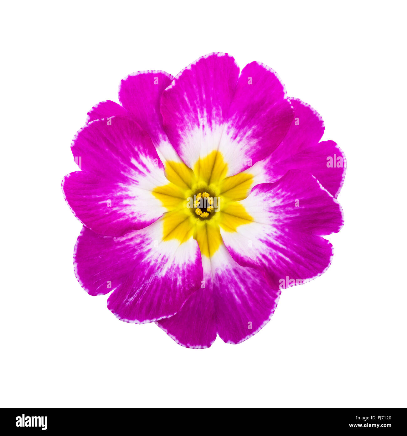 Primrose detail Cut Out Stock Images & Pictures - Alamy
