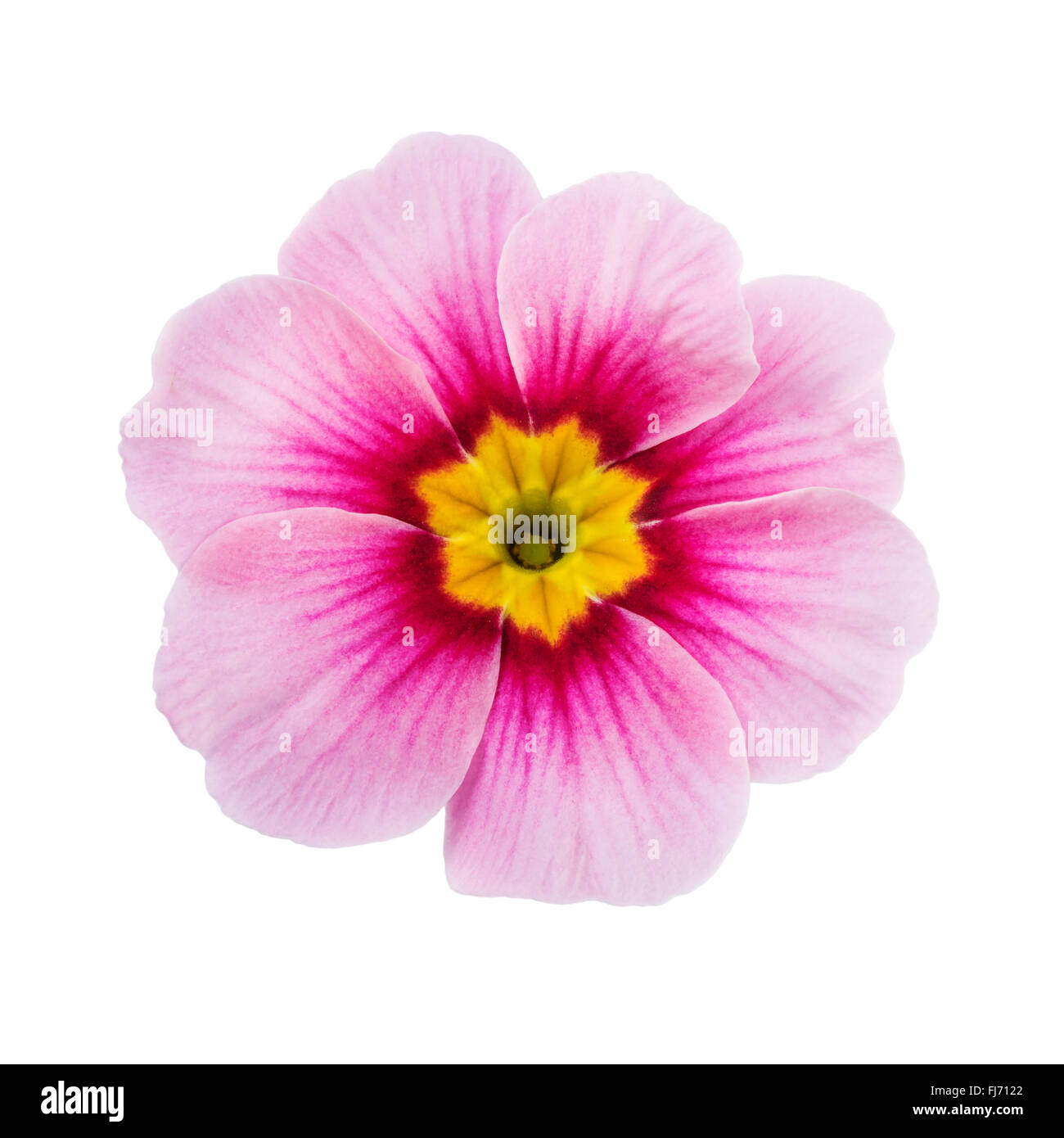 pink flower isolated on white Stock Photo - Alamy